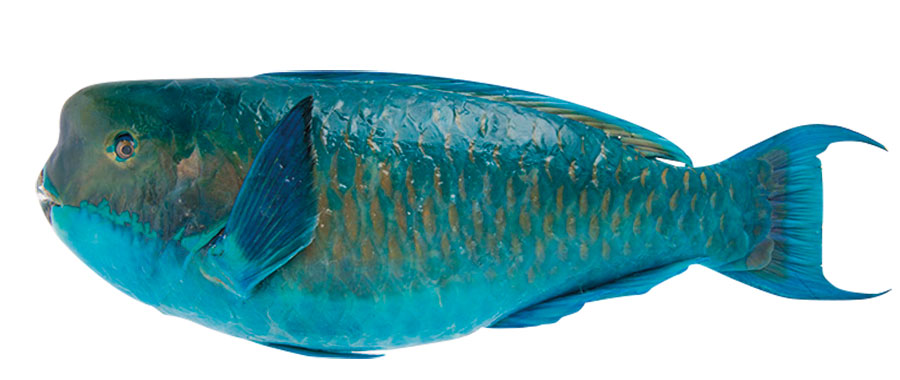 知っておきたい沖縄の魚図鑑 | トリコガイドシリーズ